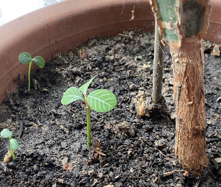 Spuck-Palme, Euphorbia Leuconeura, 5 Samen | Libadi